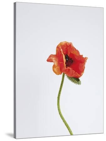 'Singular Poppy - Grace' Stretched Canvas Print - Sarah Hart Morgan ...