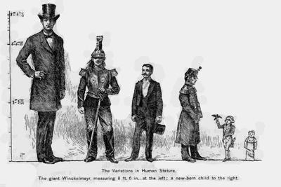 'Size of People, Anatomy' Posters | AllPosters.com