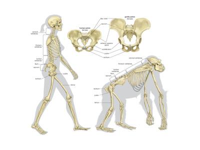 'Skeletal Comparison of a Modern Human (A Biped) and a Gorilla (A ...
