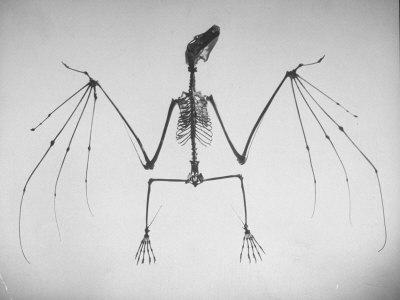 'Skeletal Structure of a Bat' Photographic Print - Andreas Feininger ...