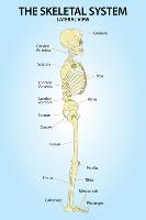 'Skeletal System Lateral View Anatomy' Posters | AllPosters.com