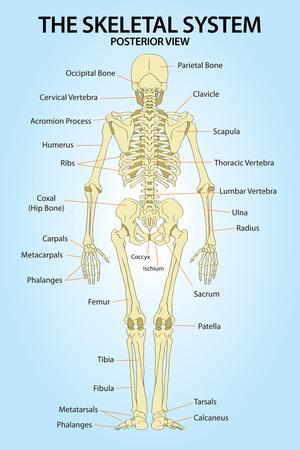 'Skeletal System Posterior View Anatomy Print Poster' Print ...