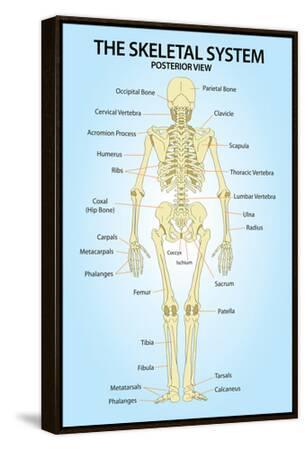 Human Skeleton Diagram Posterior