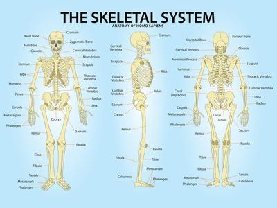 'Skeletal System Triple View Anatomy Print Poster' Print | AllPosters.com