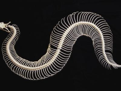 'Skeleton of Gaboon Viper in Central Africa' Photographic Print - Joe ...