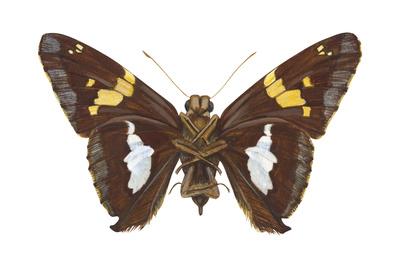 'Skipper Butterfly - Underside (Epargyreus Clarus), Silver-Spotted ...