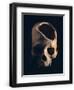 Skull Showing the Trepanation Practiced by the Indians, from Peru ...