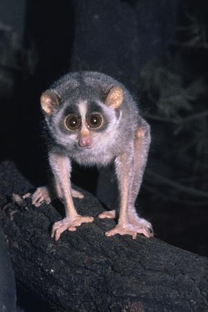 'Slender Loris' Photographic Print | AllPosters.com