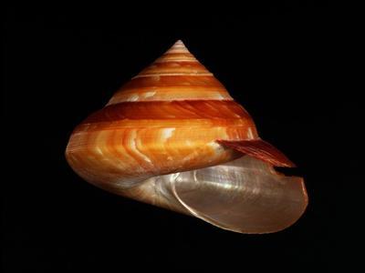 'Slit snail shell' Photographic Print | AllPosters.com