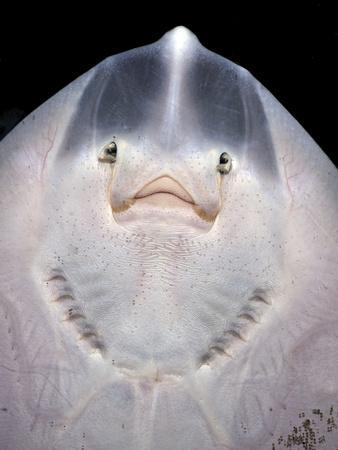 'Small Ray, Probably Spotted Ray, Seen from Below' Photographic Print ...