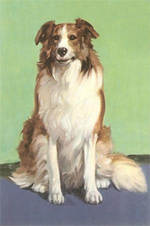 'Smiling Collie' Prints | AllPosters.com