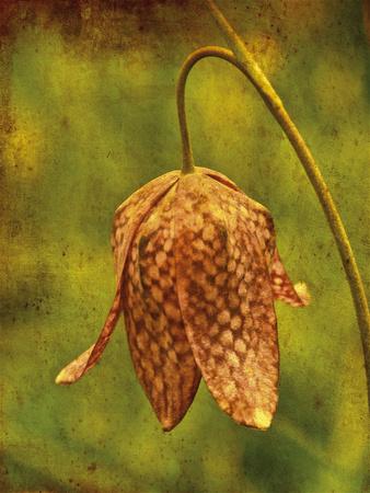 'Snakehead' Giclee Print - Osaria Copperstone | AllPosters.com