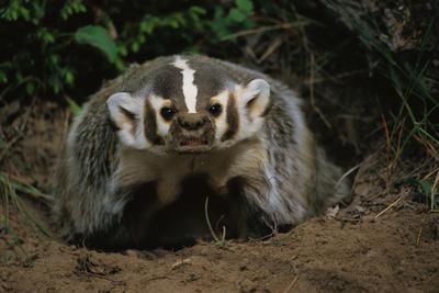 'Snarling Badger at Den Opening' Photographic Print - W. Perry Conway ...