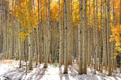 'Aspen Trees in the Snow in Early Winter Time' Photographic Print ...