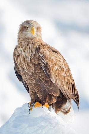 'Snow Hawk' Photographic Print - Howard Ruby | AllPosters.com