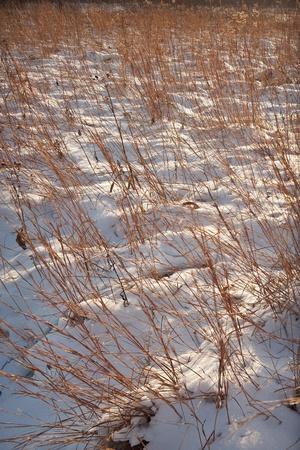 'Snow on the Prairie' Photographic Print - Steve Gadomski | AllPosters.com