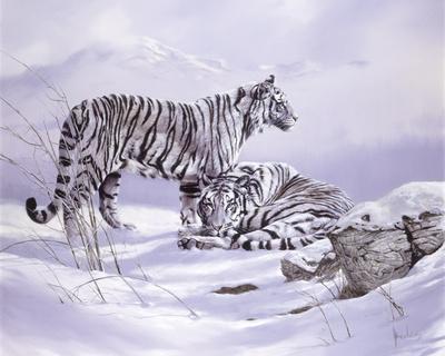 'Snow Tigers' Giclee Print - Spencer Hodge | AllPosters.com