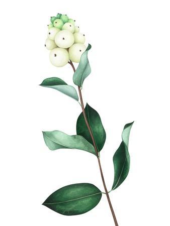 Snowberry Branch Isolated on White Background. Watercolor Hand Drawn ...
