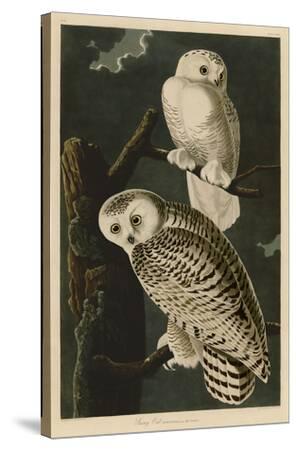 'Snowy Owl' Stretched Canvas Print - John James Audubon | AllPosters.com