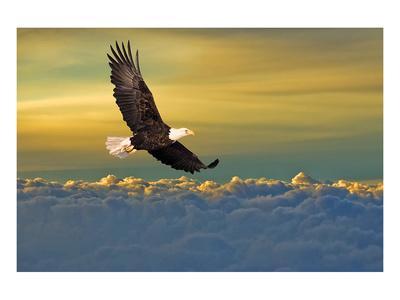 'Soarin'' Art | AllPosters.com