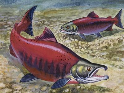 Sockeye Salmon or Red Salmon (Oncorhynchus Nerka), Salmonidae Giclee ...
