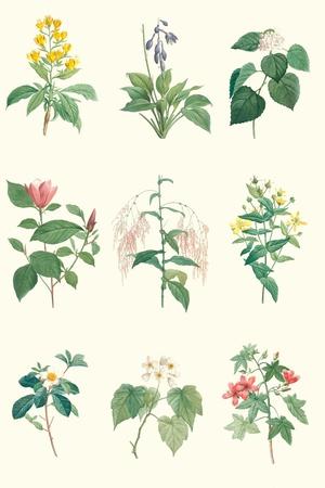 'Soft Botanical Chart' Poster - Vision Studio | AllPosters.com