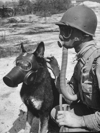 'Soldier and German Shepard Wearing Gas Masks for Chemical Warfare ...