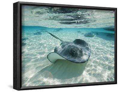 'Southern Stingrays Swimming at Stingray City' Photographic Print ...