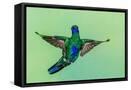 'Sparkling violetear hummingbird flying, Northern Peru' Photographic ...