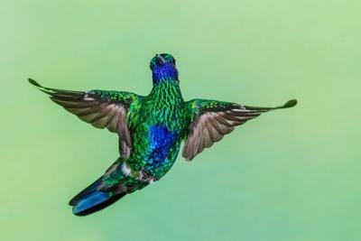 'Sparkling violetear hummingbird flying, Northern Peru' Photographic ...