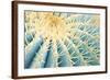 'Spines of a Golden Barrel Cactus, Close-Up' Photographic Print ...