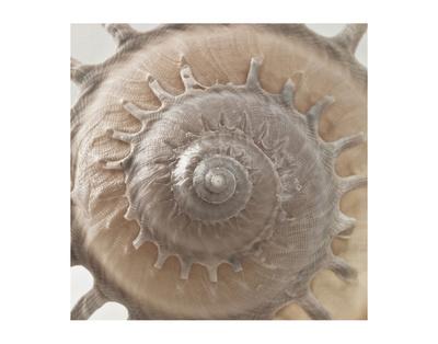 'Spiny Sea Shell Close-Up' Posters | AllPosters.com