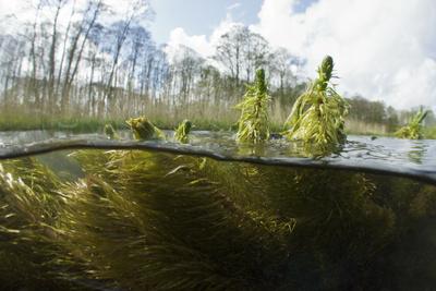 'Split level view of the River Itchen, chalk stream at Winnall Moors ...