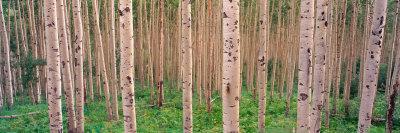 'Spring Aspen, Independence Pass, Colorado, USA' Photographic Print ...