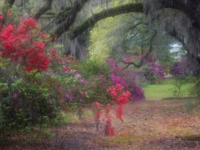 'Spring Azaleas in Bloom at Magnolia Plantation and Gardens, Charleston ...