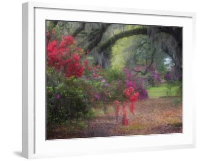'Spring Azaleas in Bloom at Magnolia Plantation and Gardens, Charleston ...