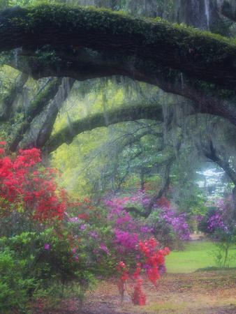 'Spring Azaleas in Bloom at Magnolia Plantation and Gardens, Charleston ...