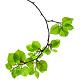 'Spring Branch with Fresh Green Leaves Isolated on White Background ...