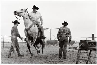 'Spring Branding on the Bell Ranch, New Mexico, Usa, 1998 (B/W Photo ...