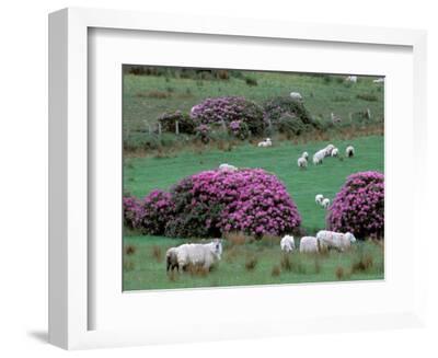 'Spring Countryside with Sheep, County Cork, Ireland' Photographic ...