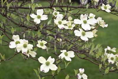 'Spring, Dogwood Trees in Bloom' Photographic Print - Richard T. Nowitz ...