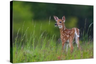 'Spring Fawn' Stretched Canvas Print | AllPosters.com