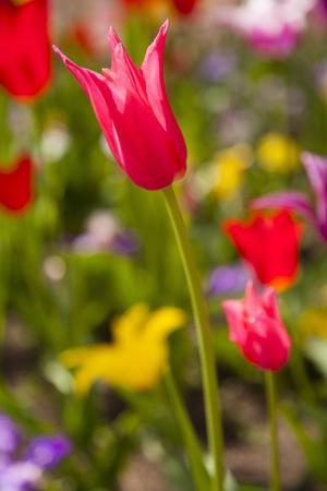 'Spring flowers on Pearl Street, Boulder, Colorado, USA.' Photographic ...