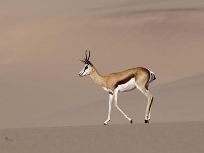 'Springbok (Antidorcas Marsupialis) on Sand Dune, Skeleton Coast ...