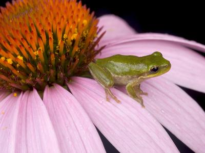 'Squirrel Tree Frog (Hyla Squirella) on Echinacea Flower, Central ...