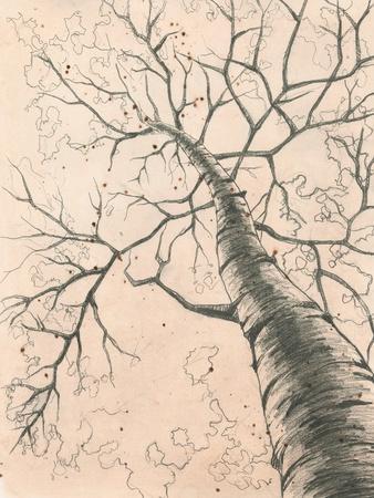 'Tree Study 3' Giclee Print - STA Studio | AllPosters.com