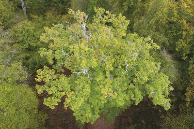 'Evergreen Below' Giclee Print - Staffan Widstrand | AllPosters.com