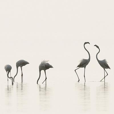 Flamingo Community II Giclee Print - Staffan Widstrand | AllPosters.com