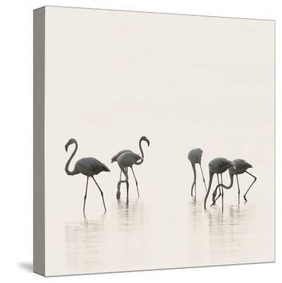 'Flamingo Community III' Stretched Canvas Print - Staffan Widstrand ...