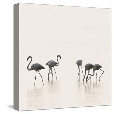 'Flamingo Community III' Stretched Canvas Print - Staffan Widstrand ...